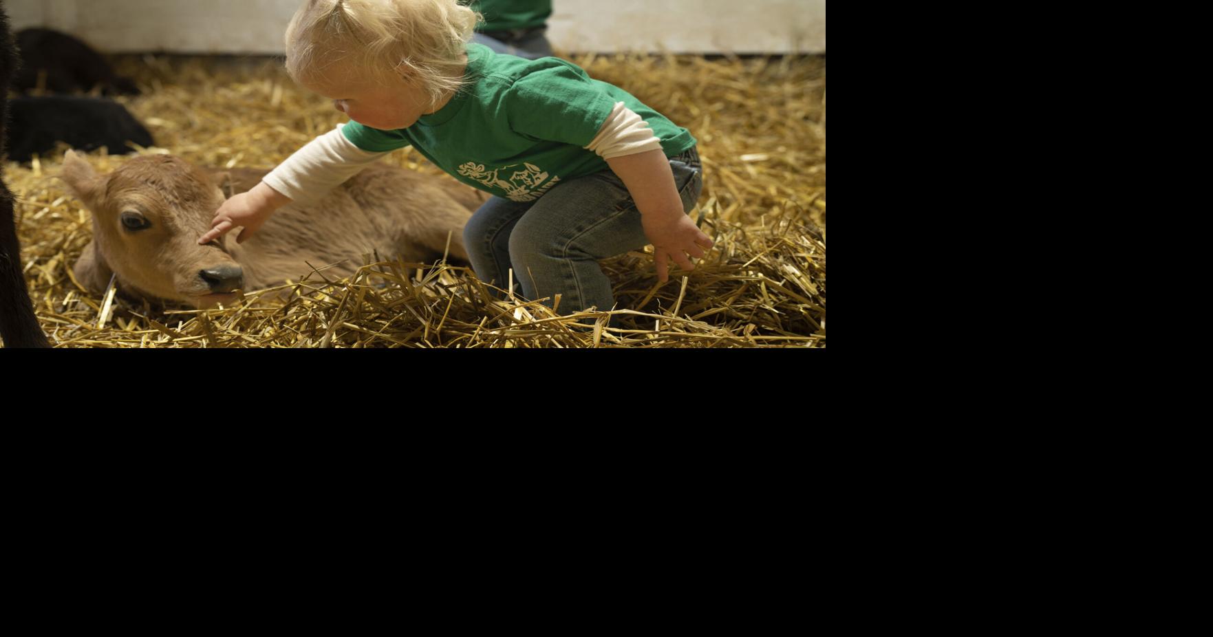Get up close with cows during Breakfast on the Farm at northwest Iowa dairy