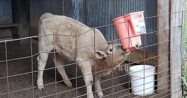 Understand orphan calf care