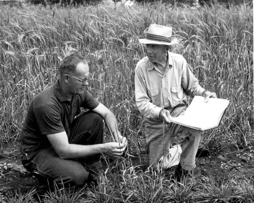 In search of a better wheat