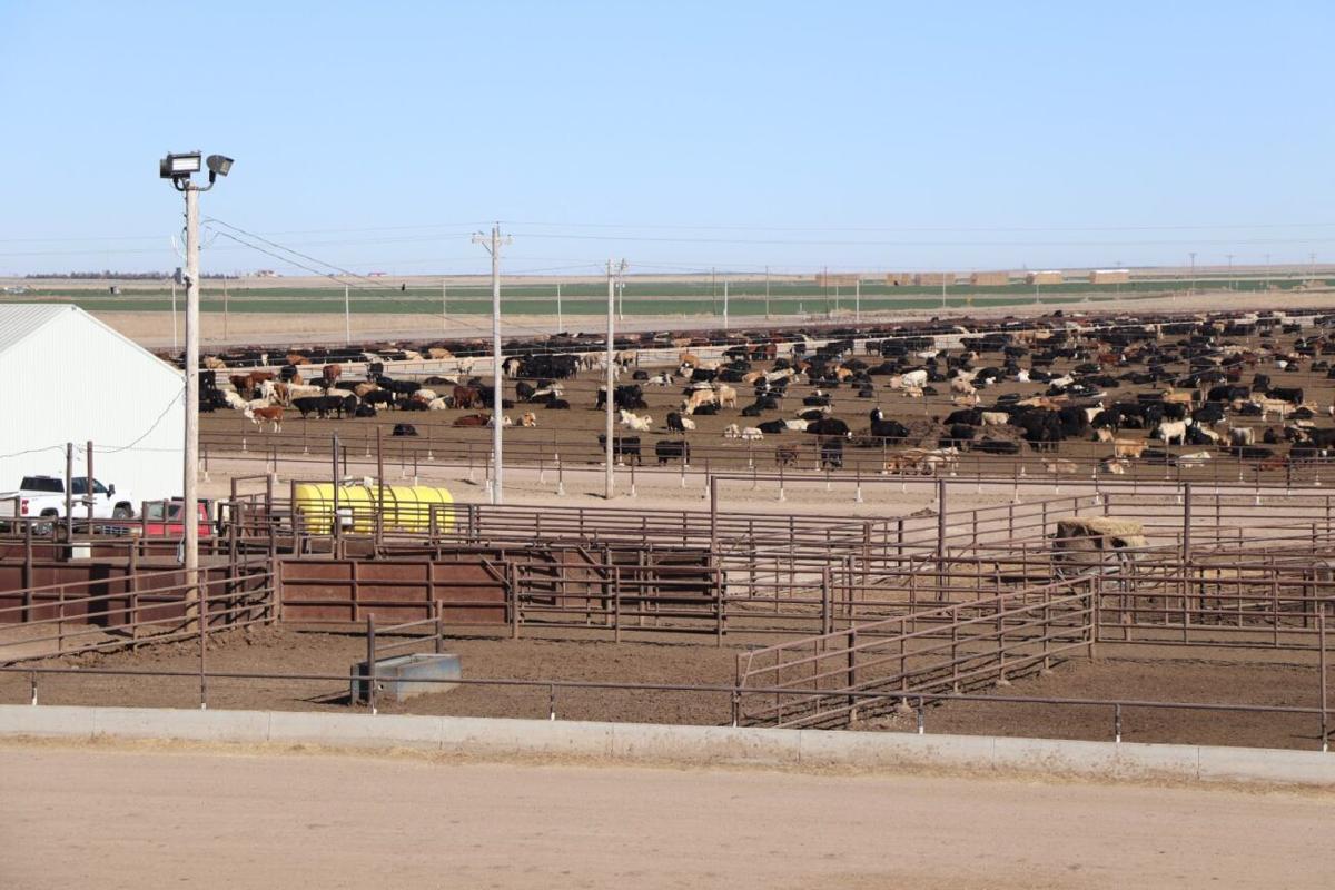 Feedlot Boot Camp kicks future livestock leaders into high gear