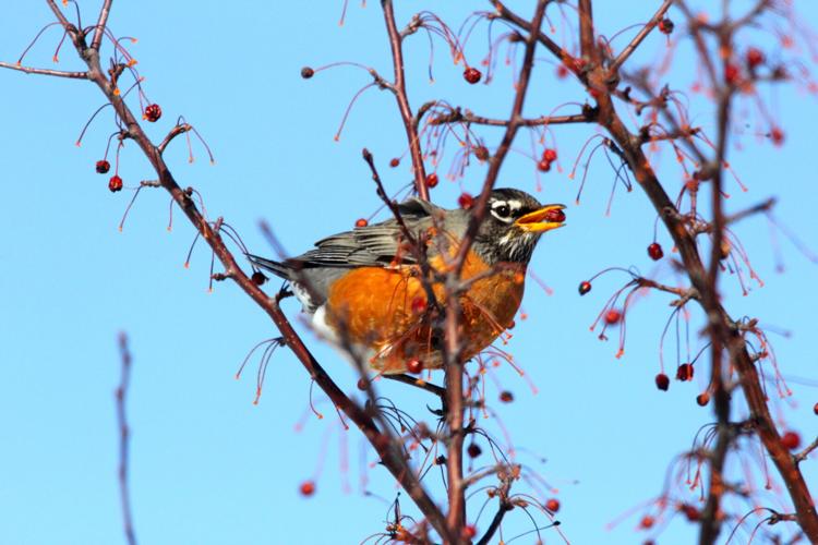 Bird feeding need not be tidy