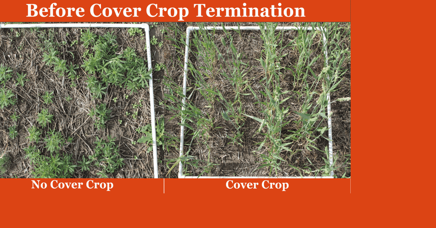 Crush kochia with crop, herbicide combinations
