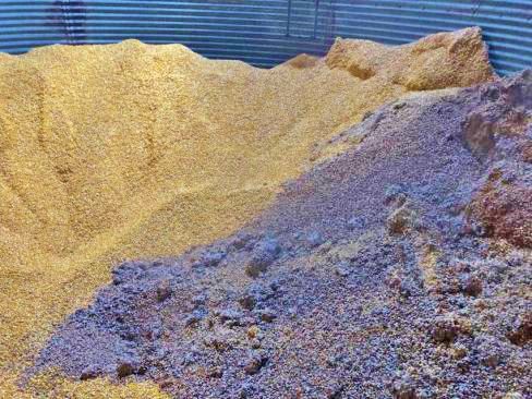 Take care with wetter-than-normal grain