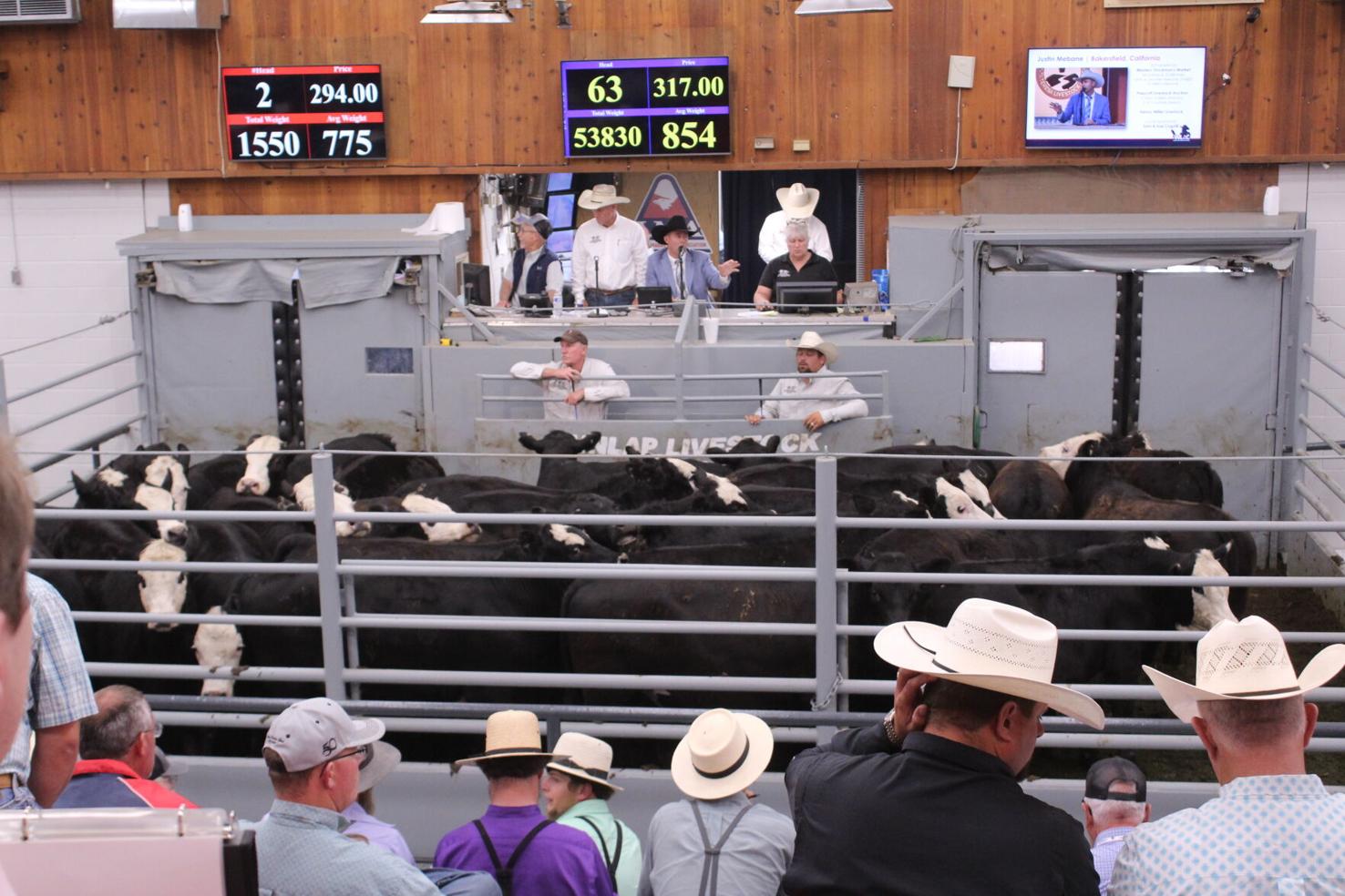 Top auctioneers compete in a hot cattle market