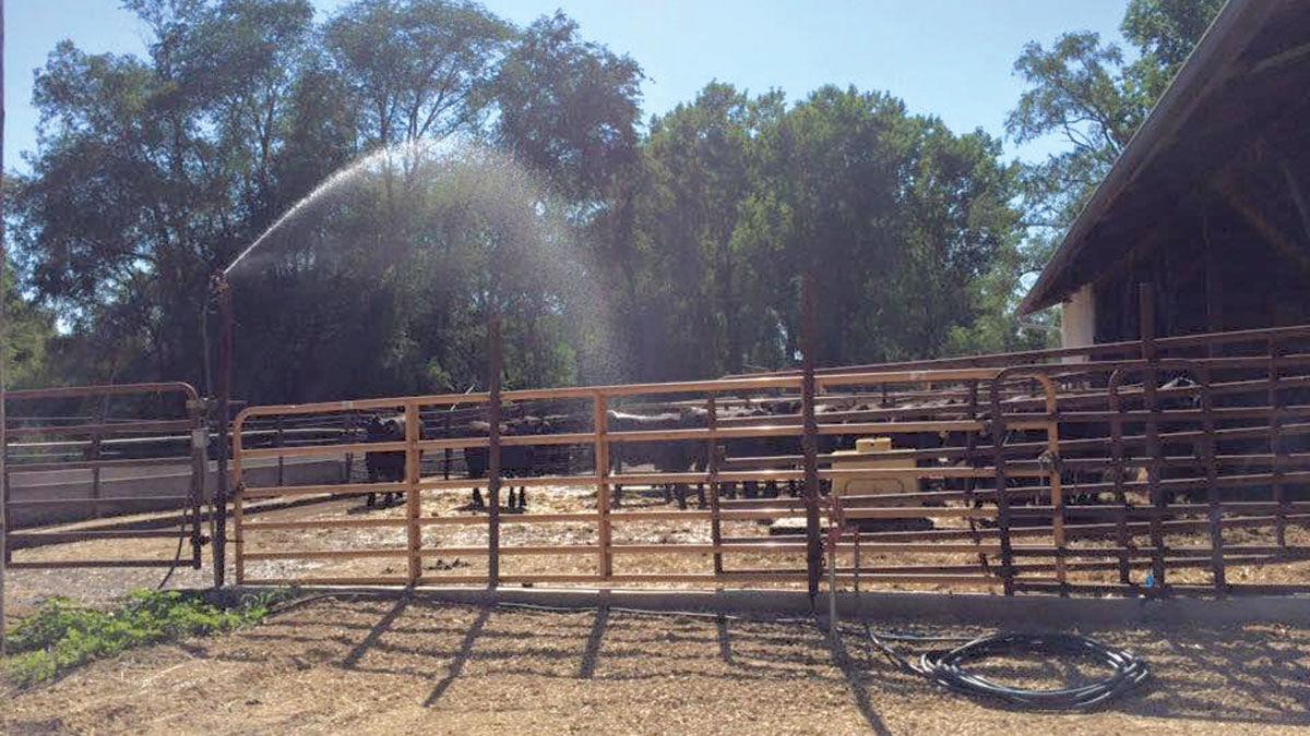Producers should focus on cooling cattle in heat wave