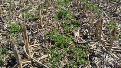 Interseeding research reveals benefits and challenges