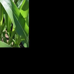 Tissue sampling builds a road map for successful corn management
