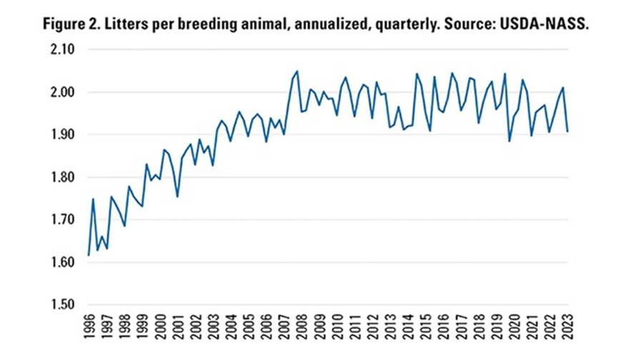 Variety of factors affect pigs per litter number