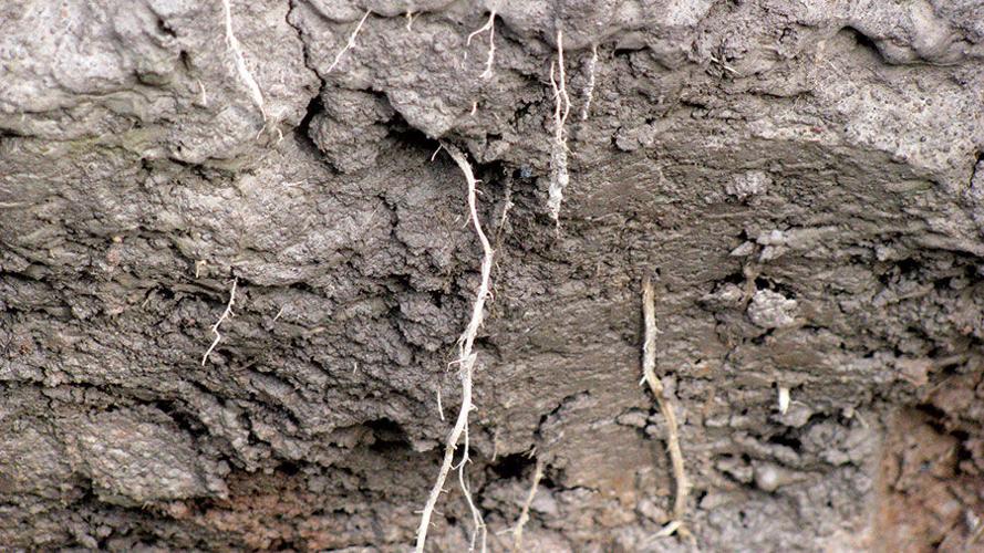 Drip irrigation nets higher yields: MU research