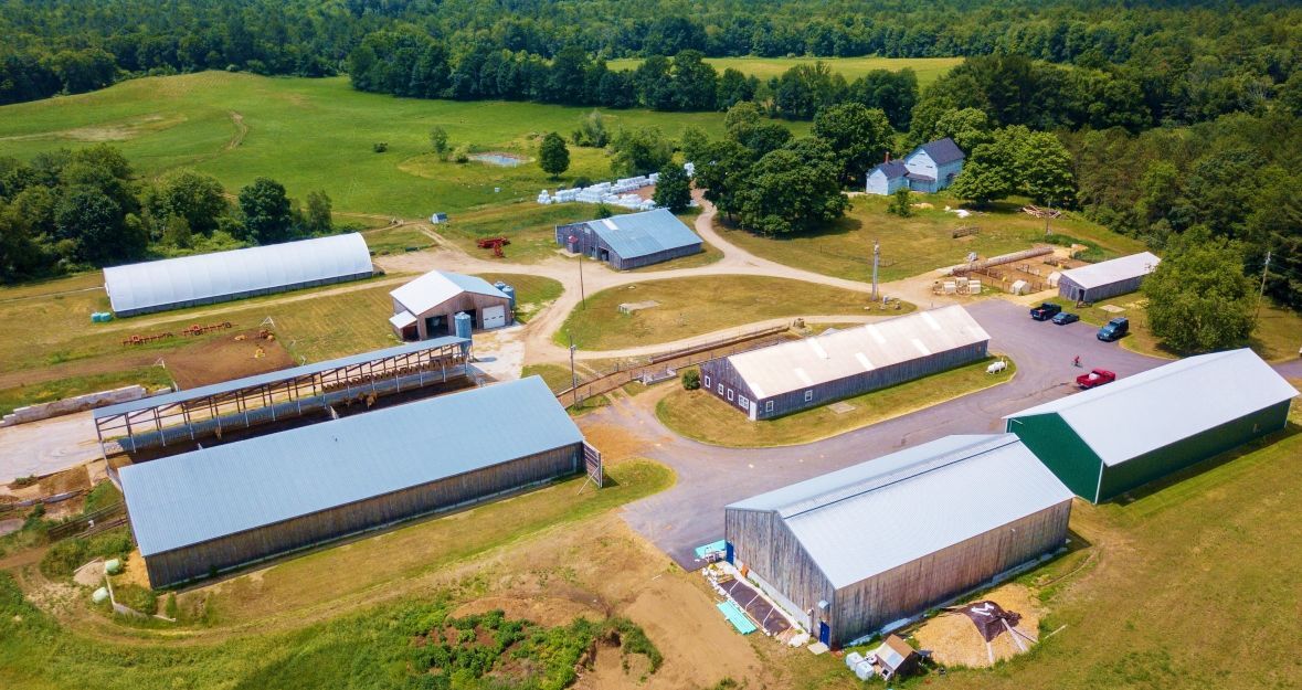 Researchers target organic-dairy productivity | Dairy | agupdate.com