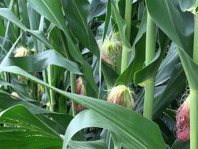 Pollination in progress as corn reaching half-way point