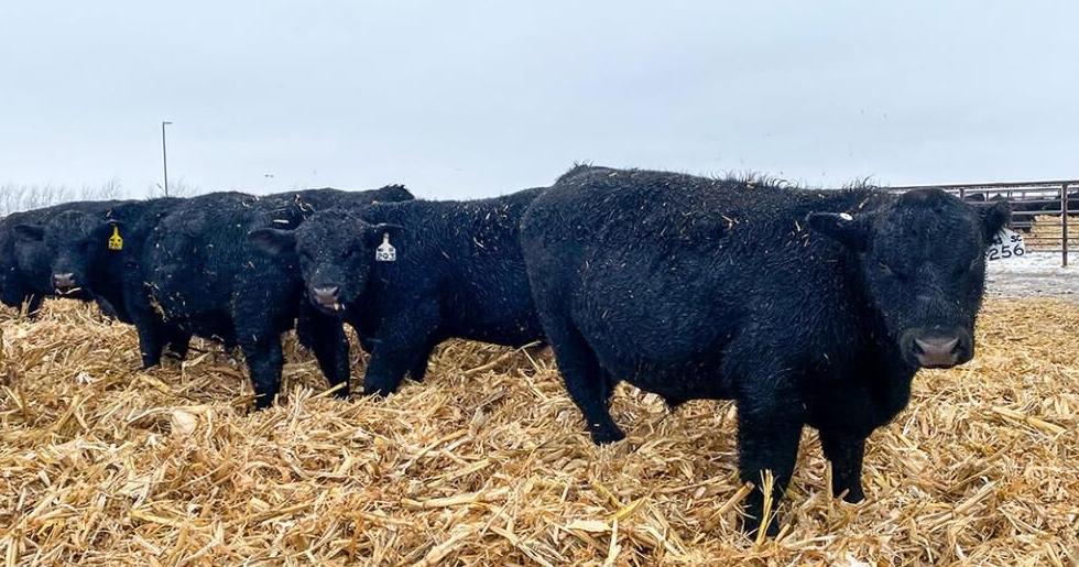 Prevent frostbite of bulls