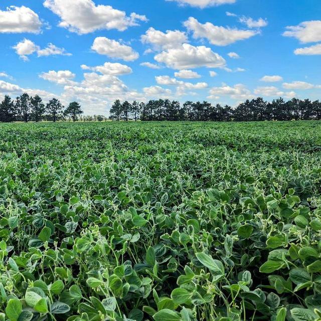 Finding the right soybean variety begins with the right information