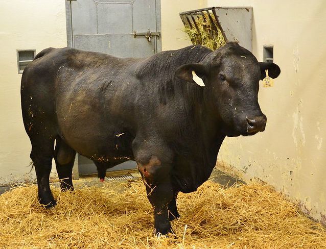 Prepare bulls for breeding turnout