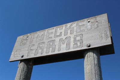 Rain causes dormant soybeans to green up