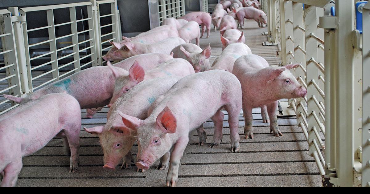 Producers eye carcass disposal options