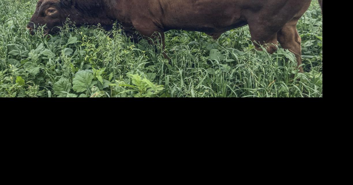 Soil moisture hits wilting point