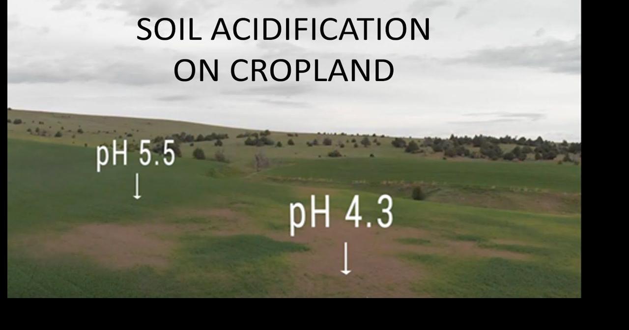 Acidification of Cropland Soil: Impact, Causes, and Solutions