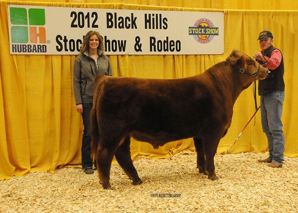 Black Hills Stock Show: Champion Red Angus bull sells for $10,000