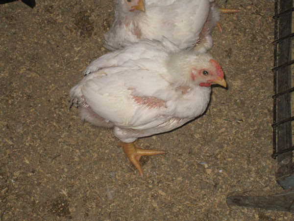 Poultry 101: Becoming a grower