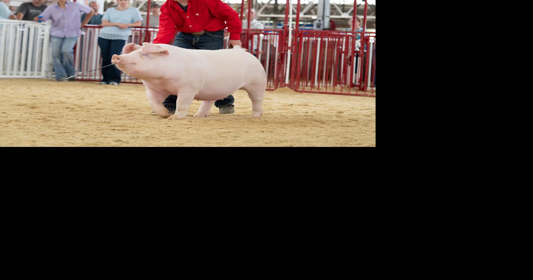 Top Nebraska hog breeder finds success with Landrace-crossed hogs