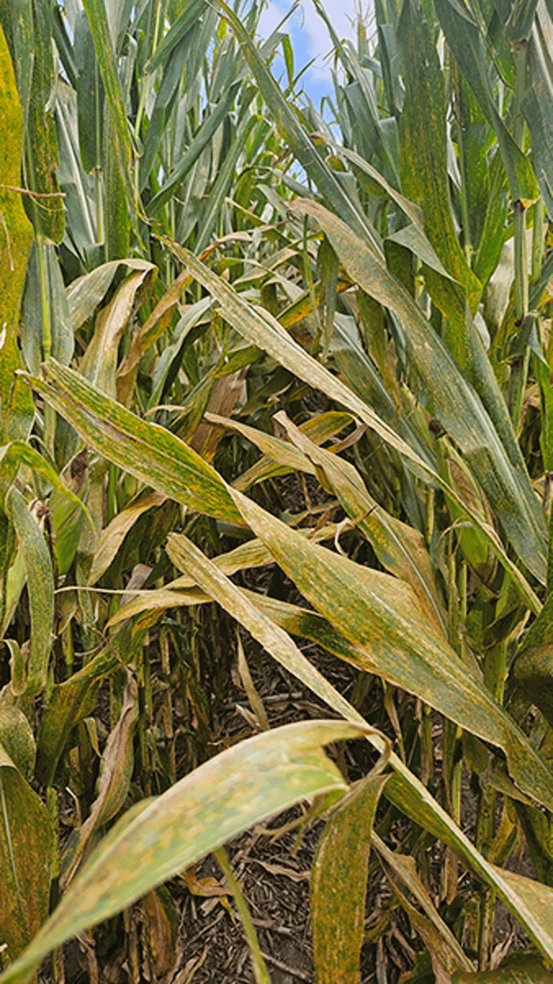 Busting myths on southern rust’s spread