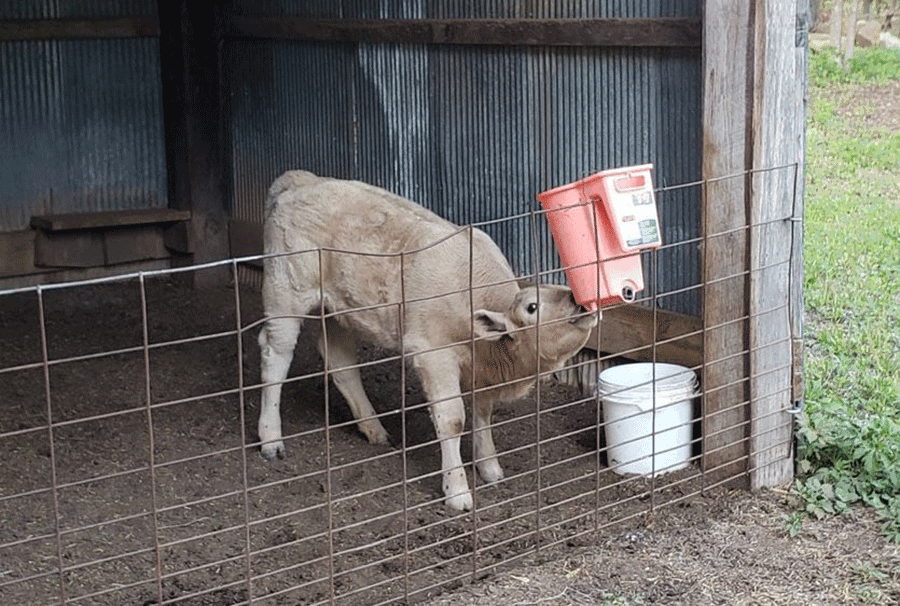 Caring for orphan calves