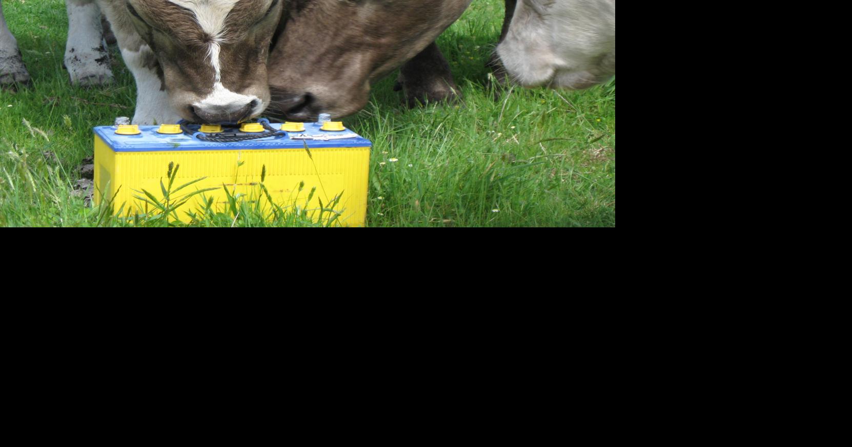 Lead poisoning in cattle common