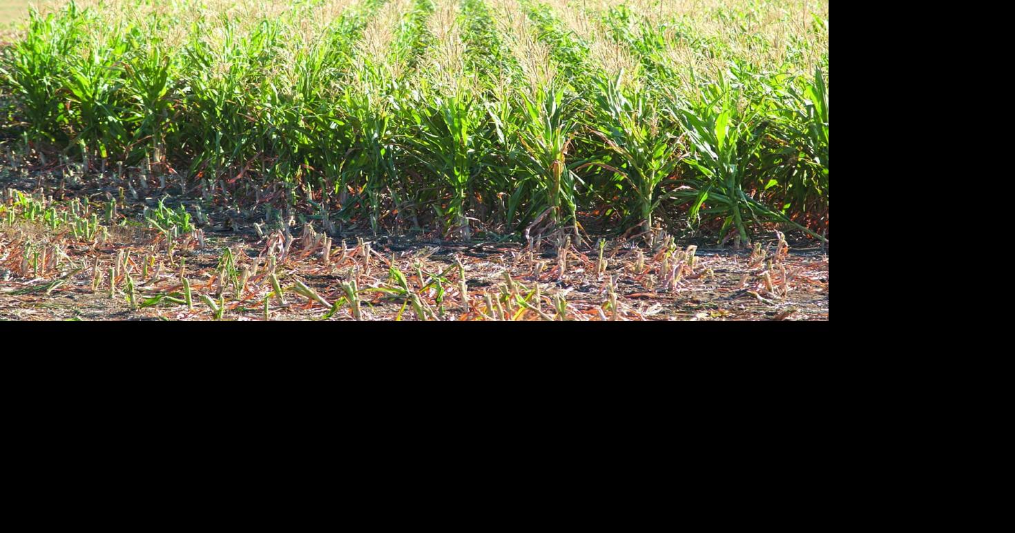 USDA report calls for record corn crop in 2025