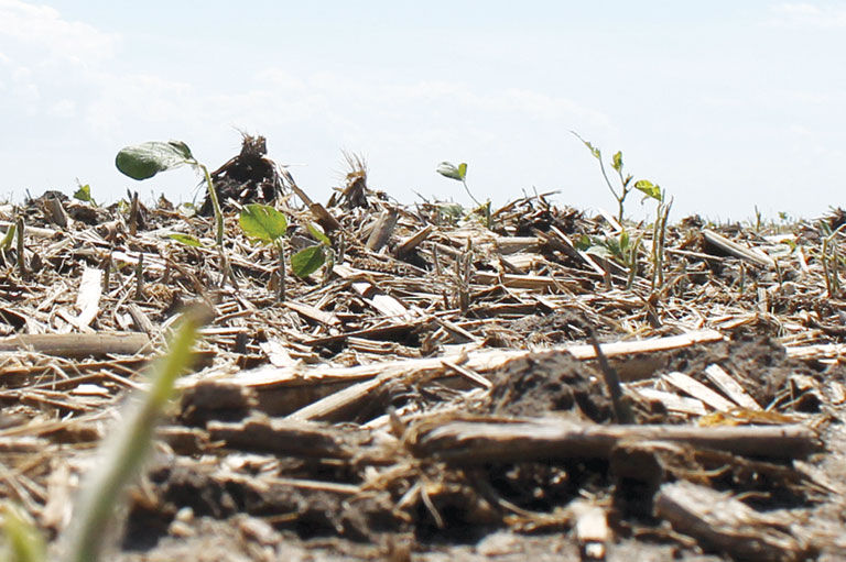Hail damage may not spell doom for yields: Iowa field check | Crop ...