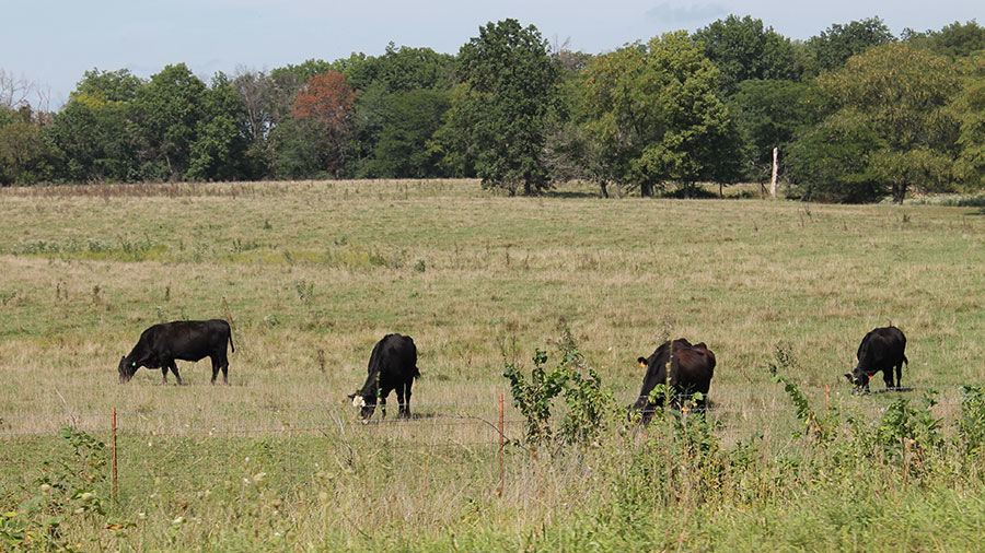 Small grain crops seeded this fall replace dry pastures