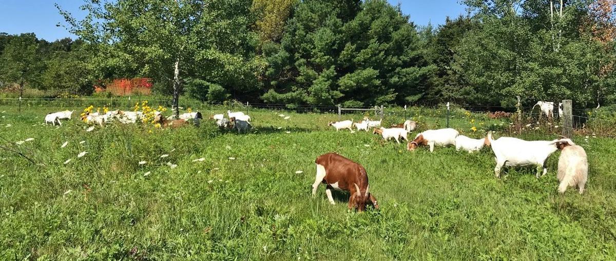 Wisconsin Goat Farmers