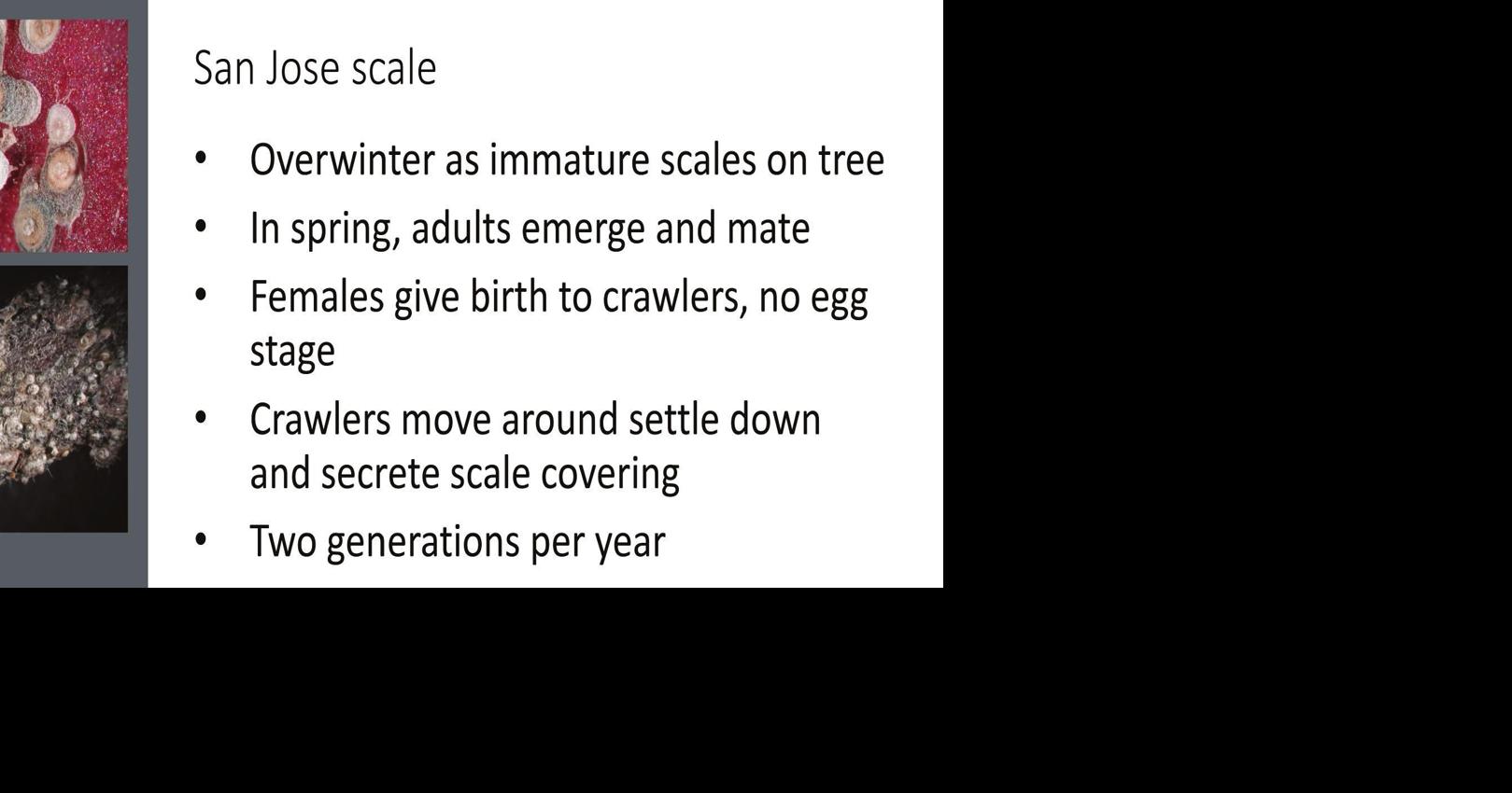 San Jose scale