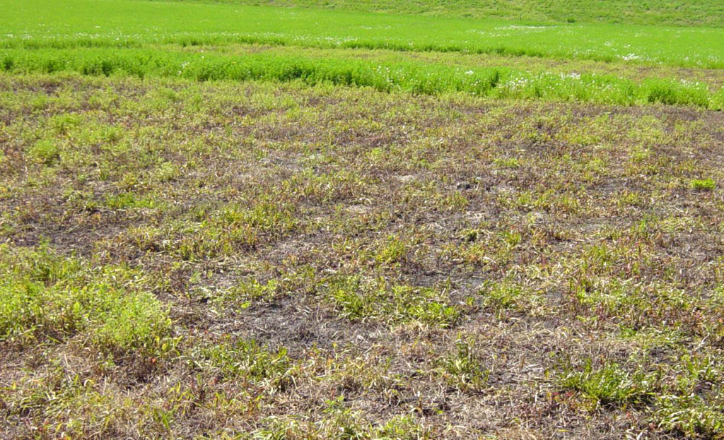 Dormant Alfalfa Weed Control