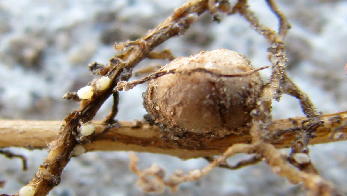 Check for SCN during breaks in harvest