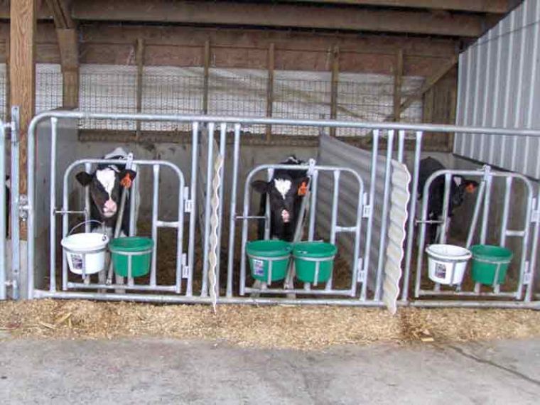 Pair house calves for increased social interaction, learning ability