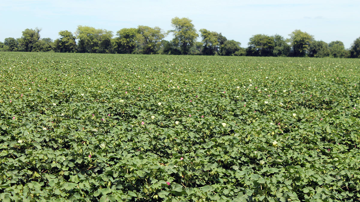 Missouri’s cotton, rice show potential