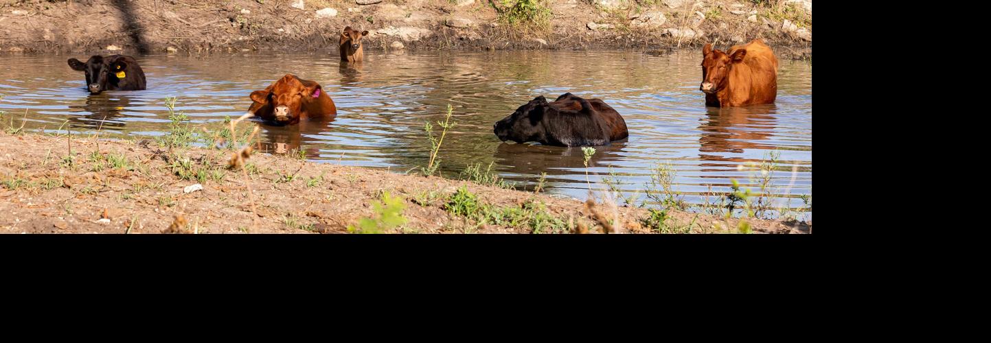 Simple changes make difference in cooling cattle