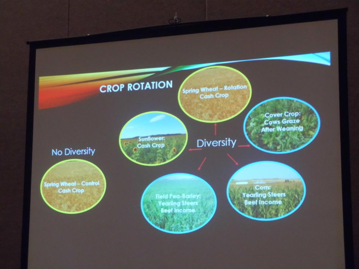 Grazing cover crops may offer positive returns | Crop | agupdate.com