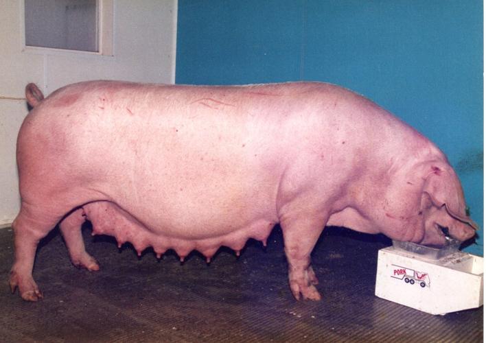 Top Nebraska hog breeder finds success with Landrace-crossed hogs