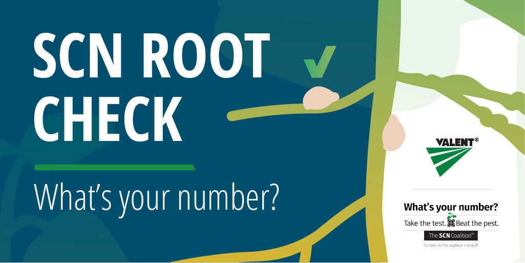 Check roots for soybean cyst nematode