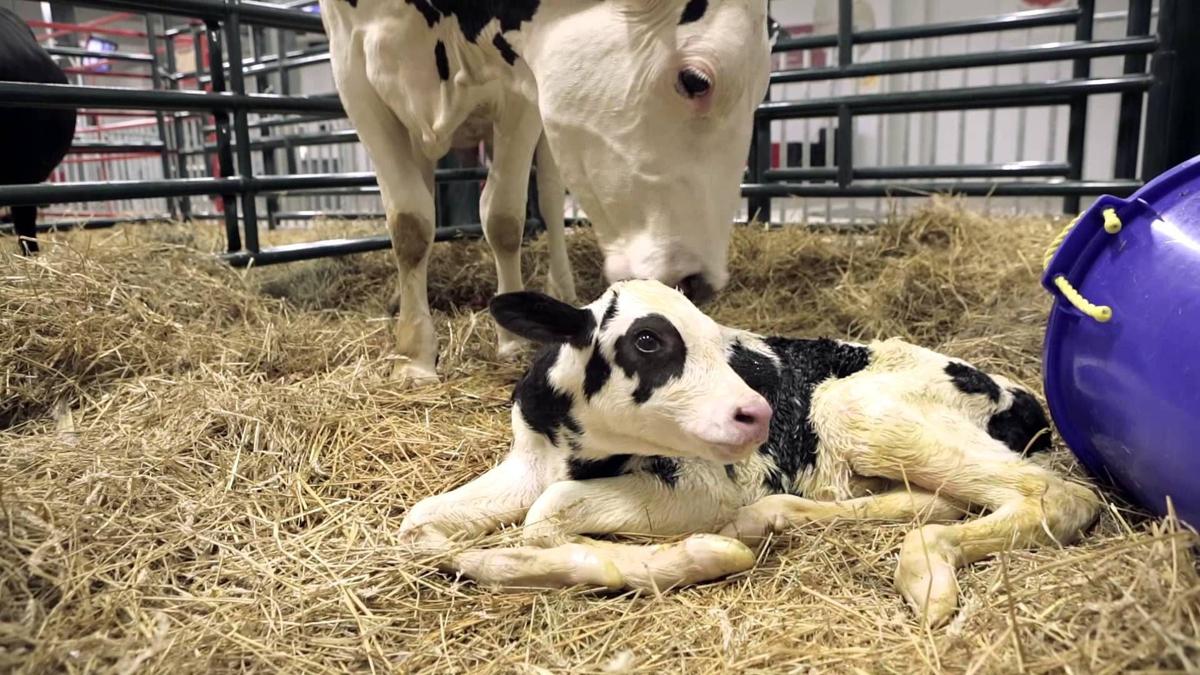 Beware Of Scours In Calves Business