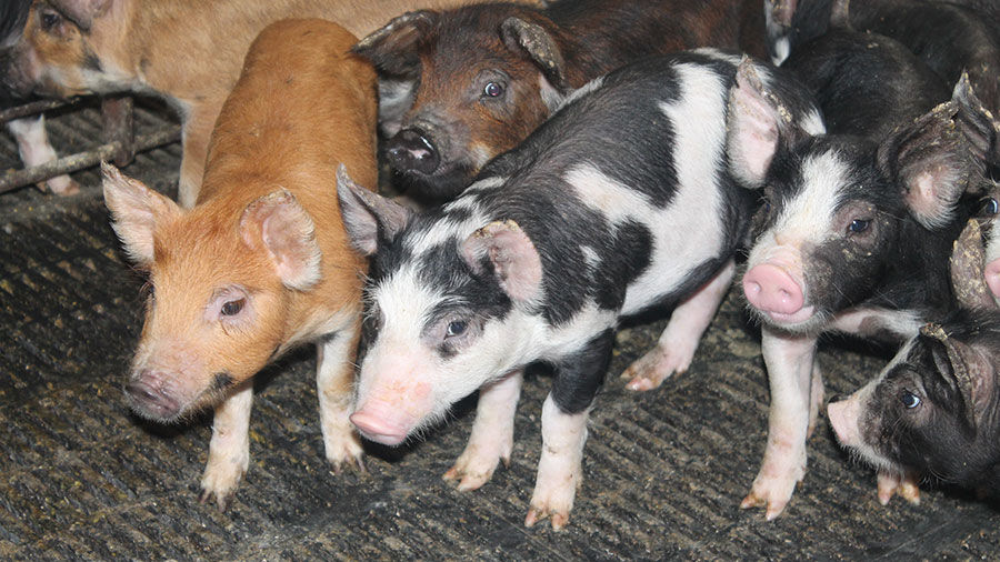 National Pork Checkoff reaching out to consumers about ASF | Livestock ...