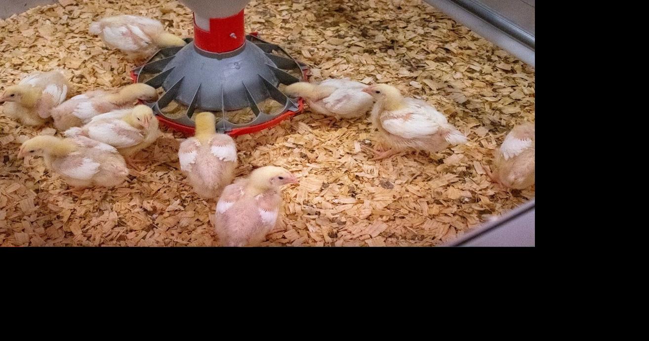 Broiler research points to lasers as environmental enrichment devices