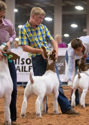FFA student takes life lessons from growing goat business