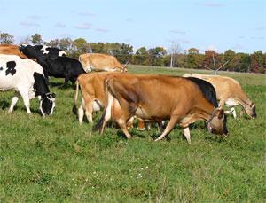 Behavior-Based Grazing Expert Not Fan of Grazing Tall