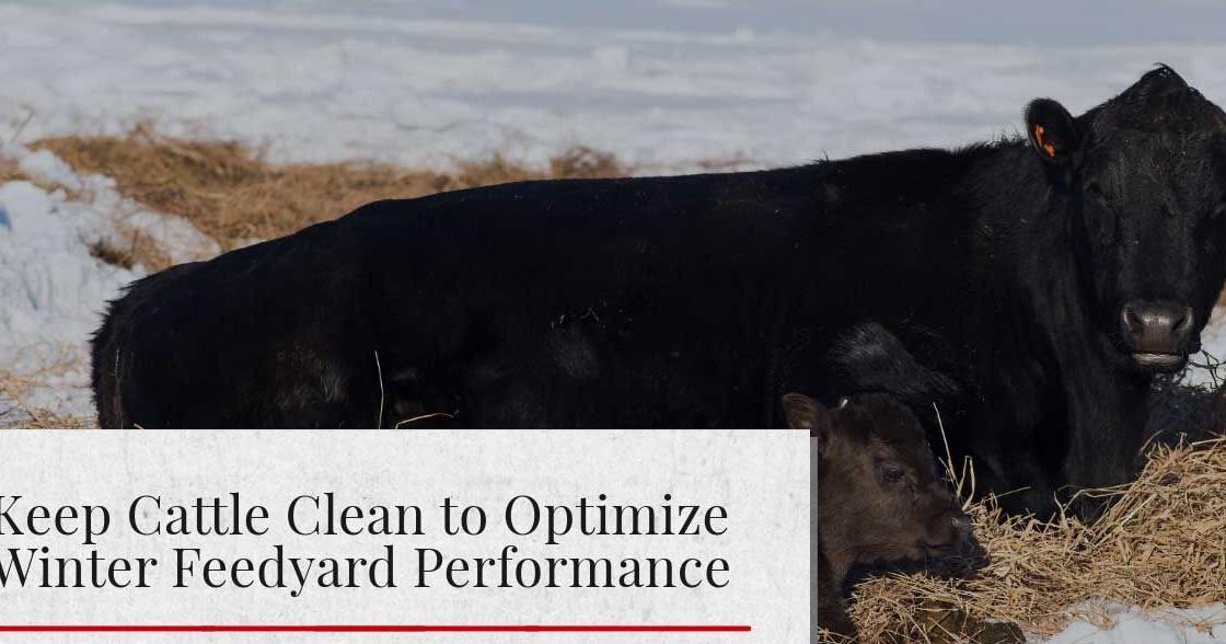 Keep cattle clean for optimal performance