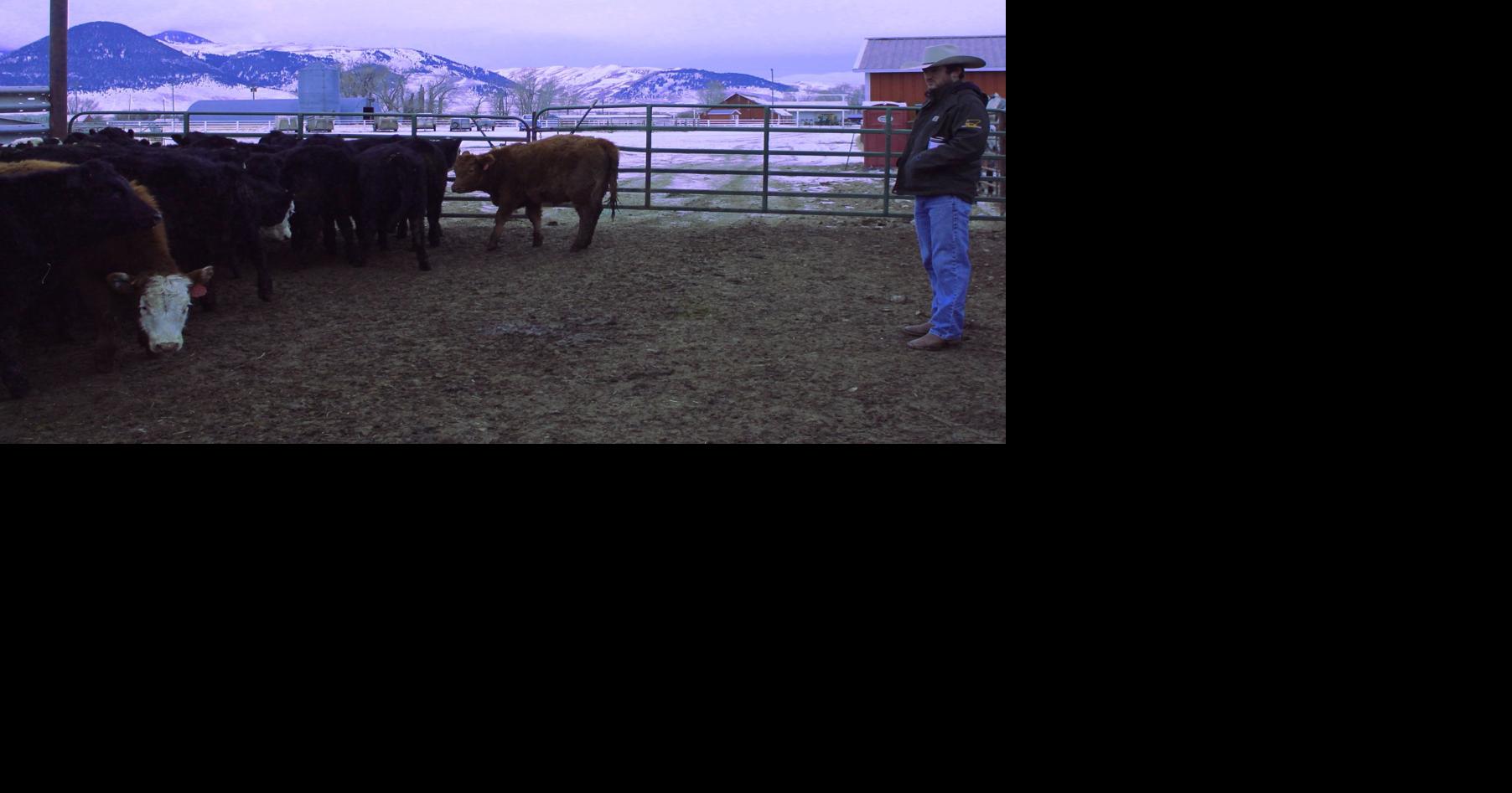 Montana ranch ships calves to New York