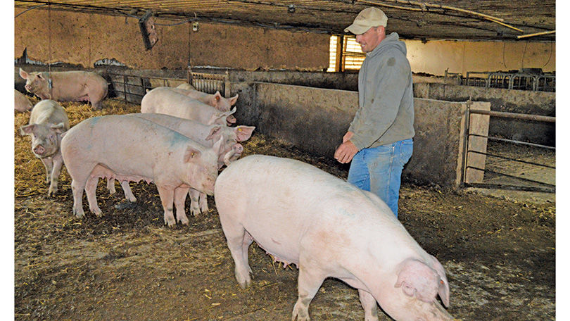 Pork producer operates diverse farm business