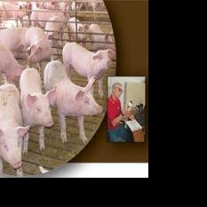 Keeping hogs healthy
